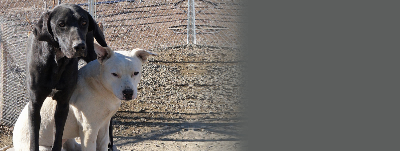 AARF Animal Rescue and Sanctuary